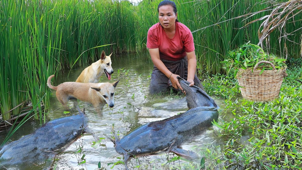 survival in the rainforest- found two big cat fish for cook with banana ...