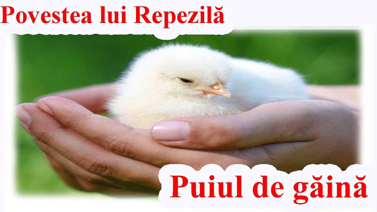 Povestea lui Repezilă, puiul de găină - Poveste audio pentru copii ...