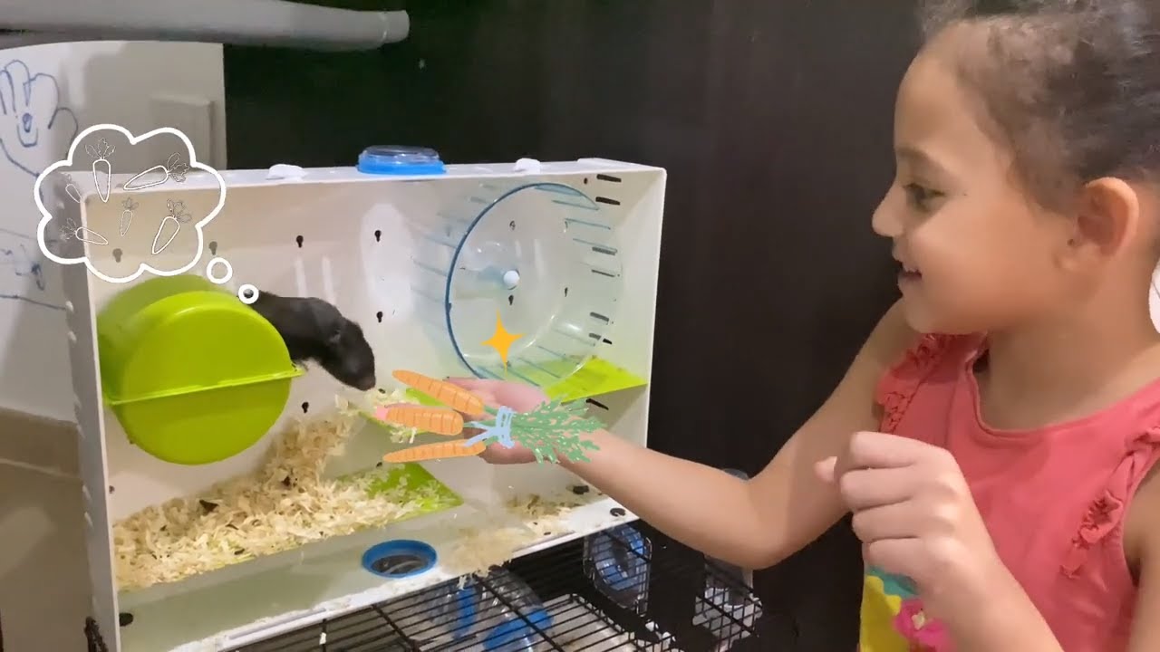 HAMSTER BASIC NEEDS and THINGS YOU NEED TO KNOW ABOUT HAMSTER as a PET ...