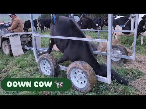 Lifting 500Kg Down Cow has never been easy || How to lift Down Cow ...