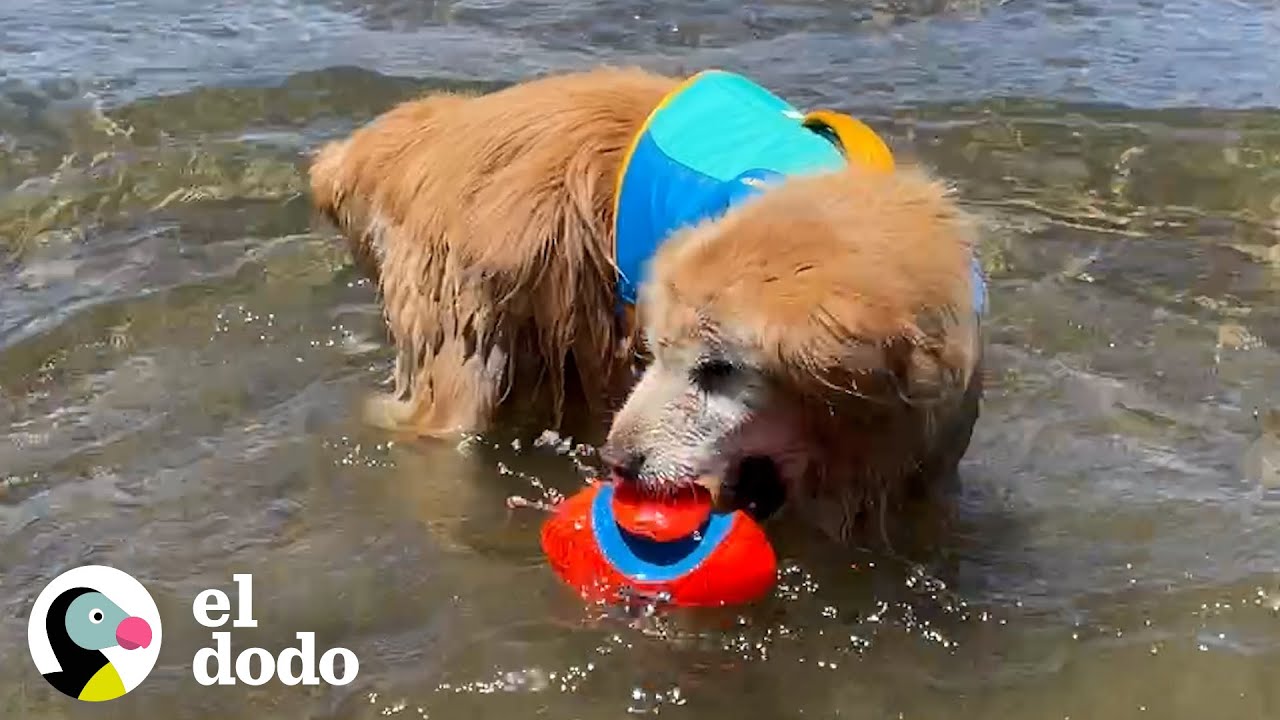 Nada puede detener a este golden retriever viejito | El Dodo - YouTube