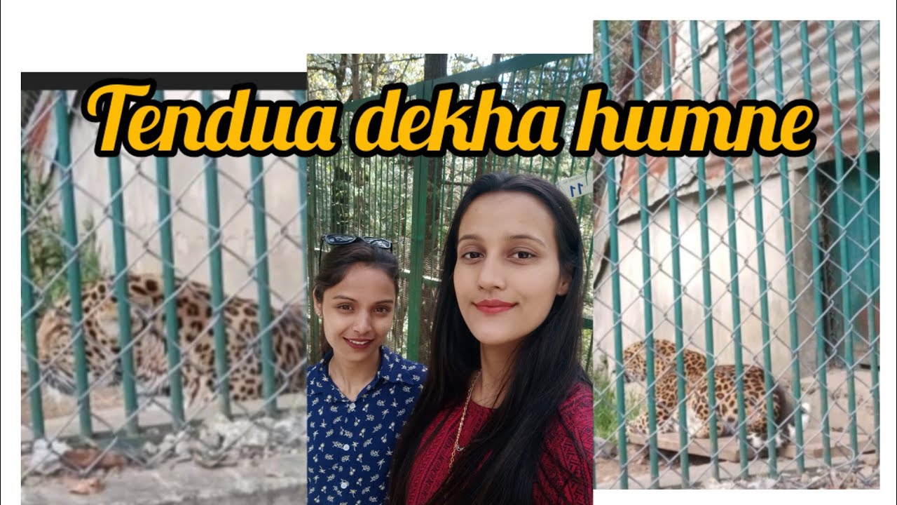 Aaaj maine leopards (tendua) dekha💖//first day in shimla #vlog - YouTube