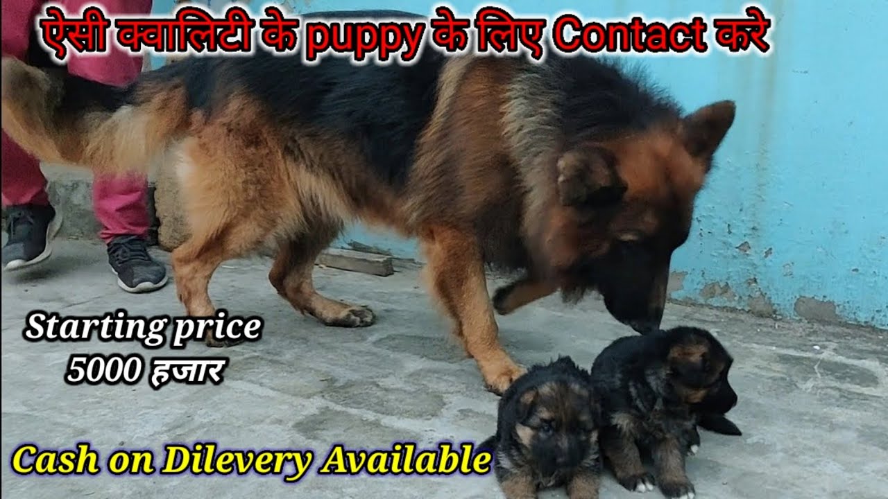 Double coat gsd puppy available for sale ||Low price||Dilevery ...