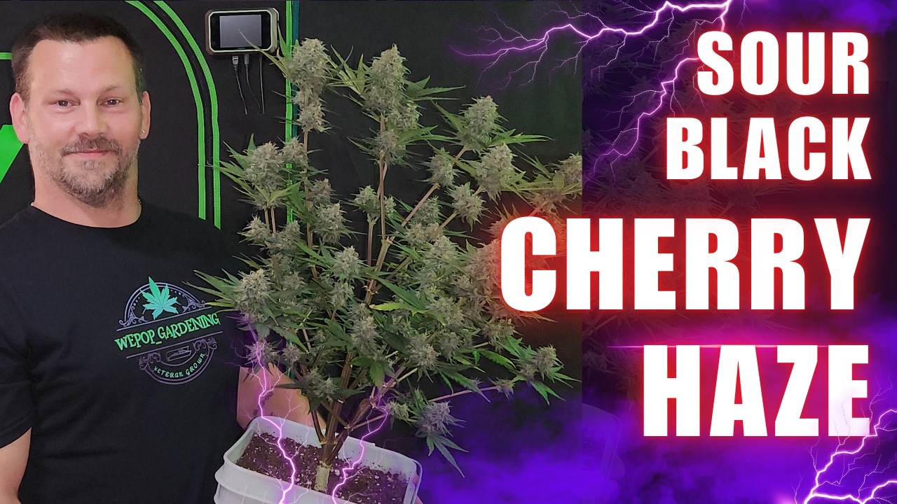 Disaster Unleashed - Harvesting Sour Black Cherry Haze Auto. - YouTube