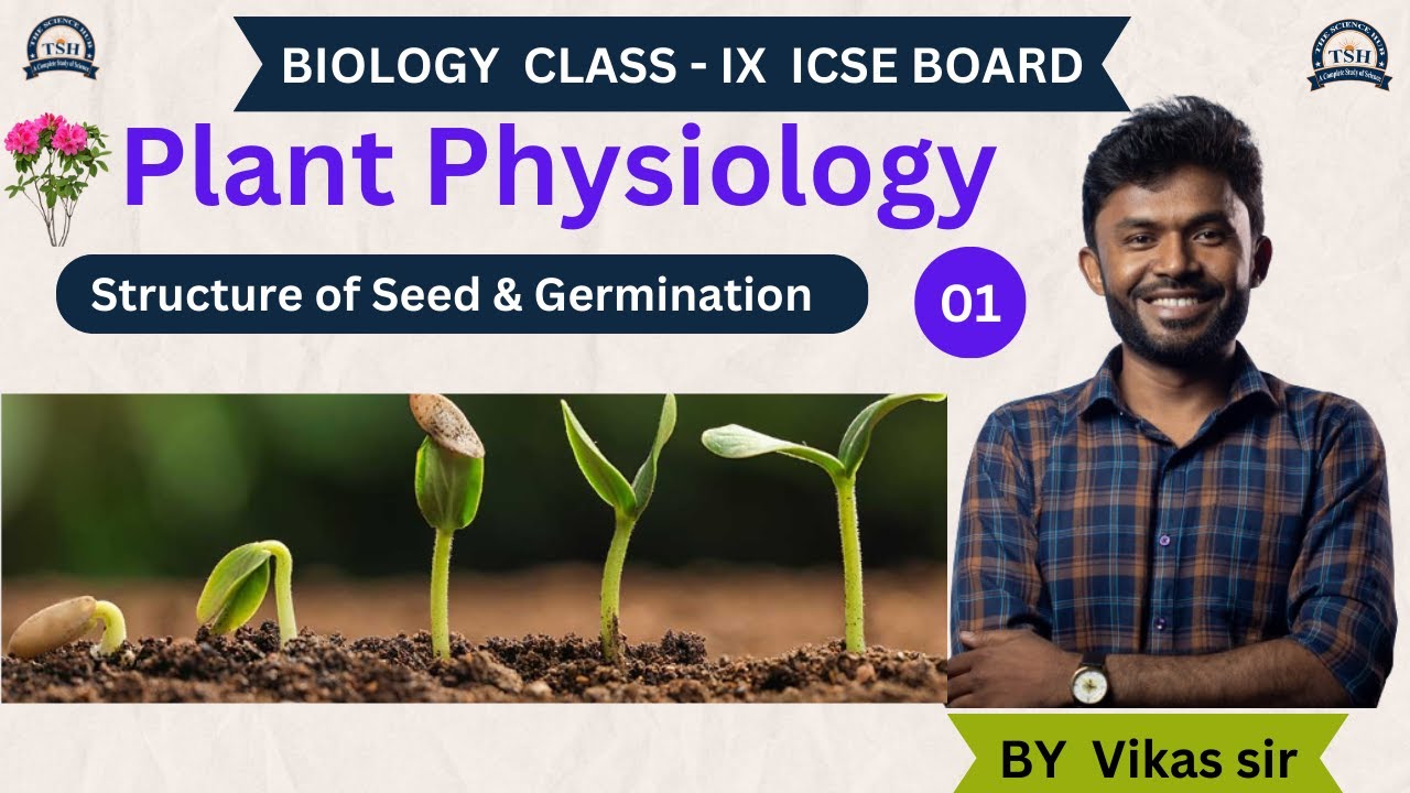 Seed structure & germination || Plant Physiology || Biology ICSE Class ...
