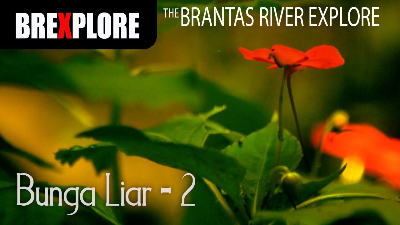 Bunga Liar-2 I Brantas River Explore - YouTube