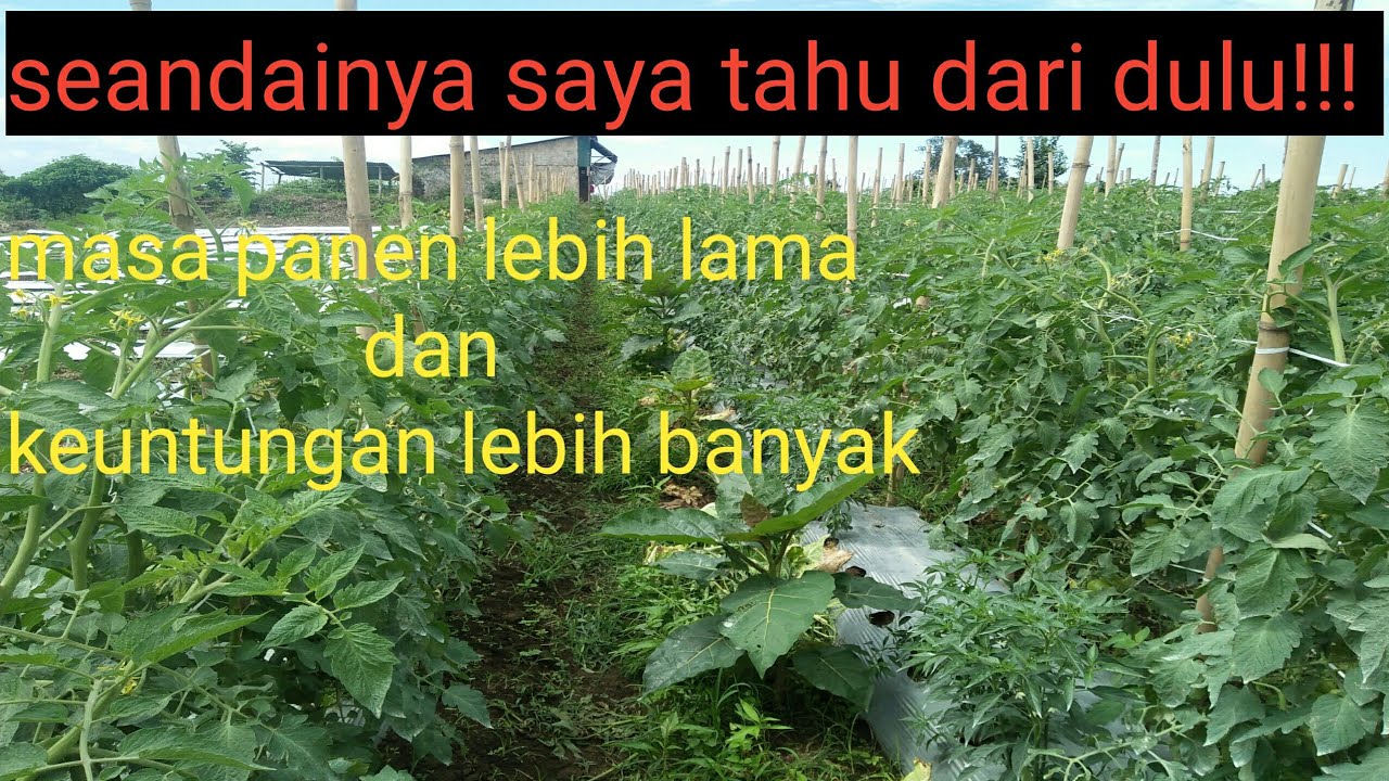 Menanam Sistem Tumpangsari 4 Tanaman Sekaligus, Mantap!!! - YouTube