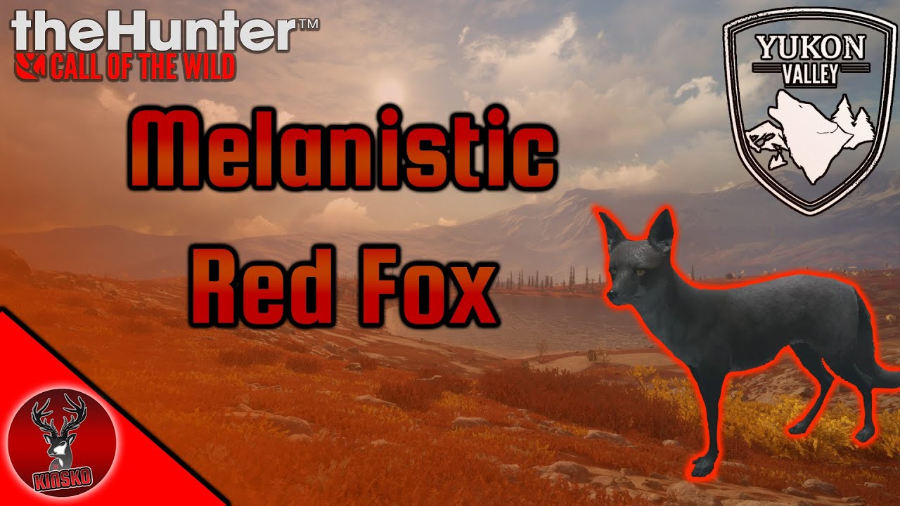 Melanistic Red Fox and Diamond Harlequin Duck On The Yukon Valley - YouTube