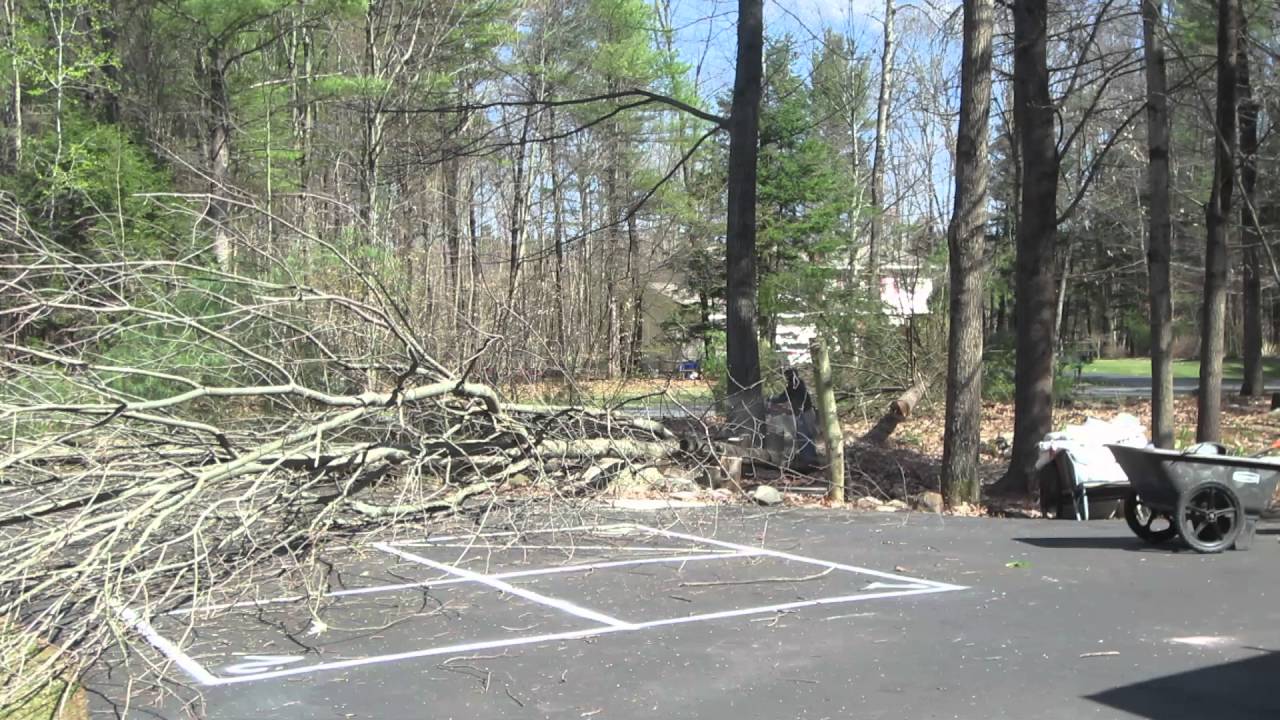 Big tree falling - YouTube