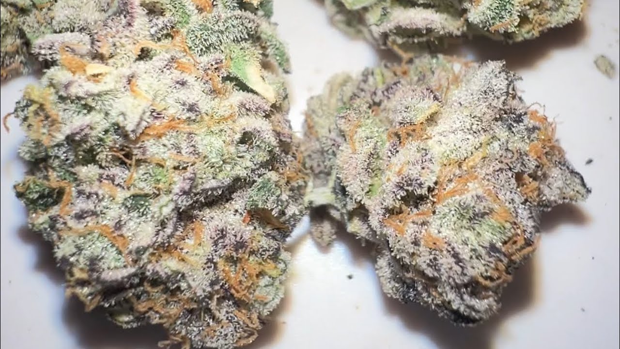 cream smoothie Strain Grown By loyalty : StrainAfterStrain - YouTube