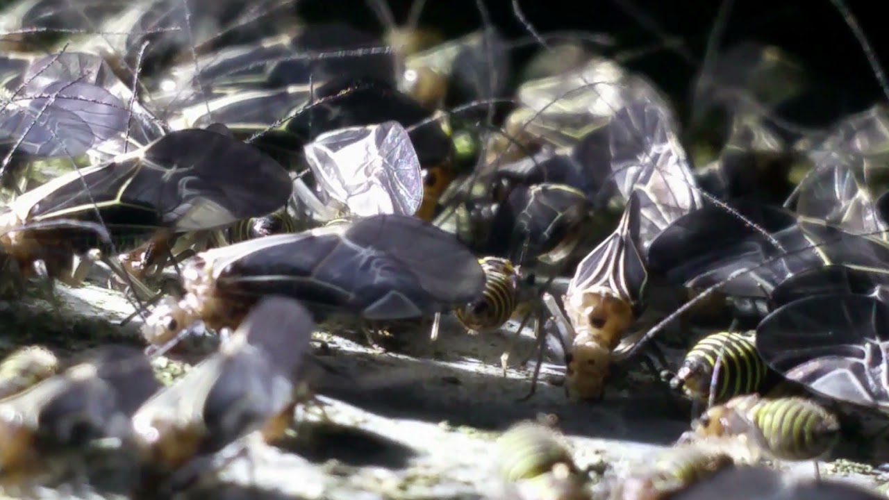 Tree Cattle - Wisconsin Bugs and Insects - YouTube