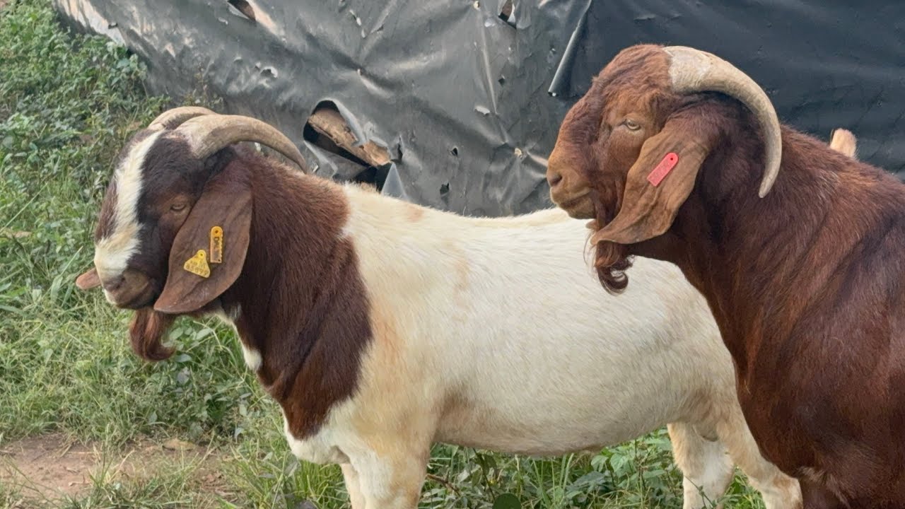 Managing our cross breed goats on semi intensive system - YouTube