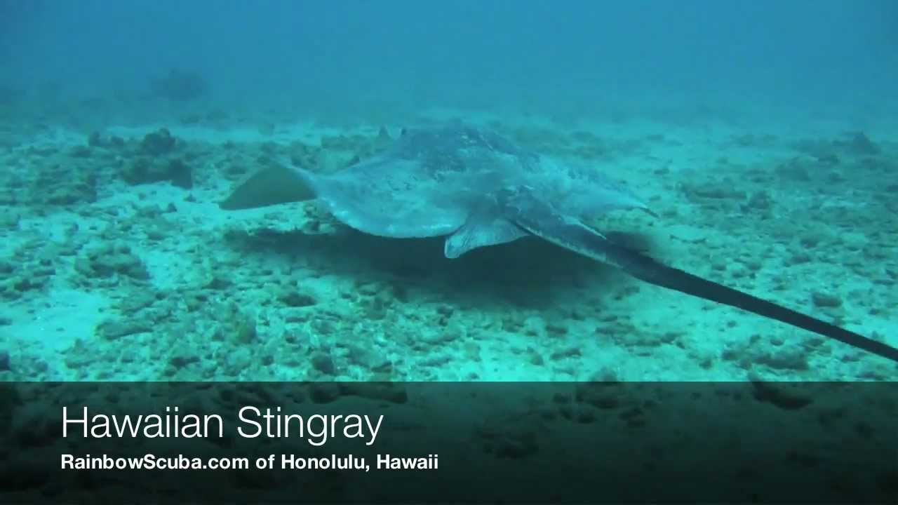 Hawaiian Stingray - YouTube