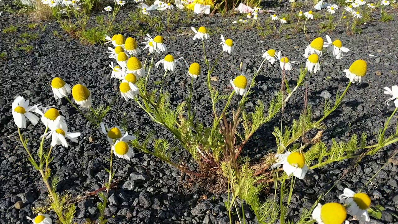 Windy flowers - YouTube