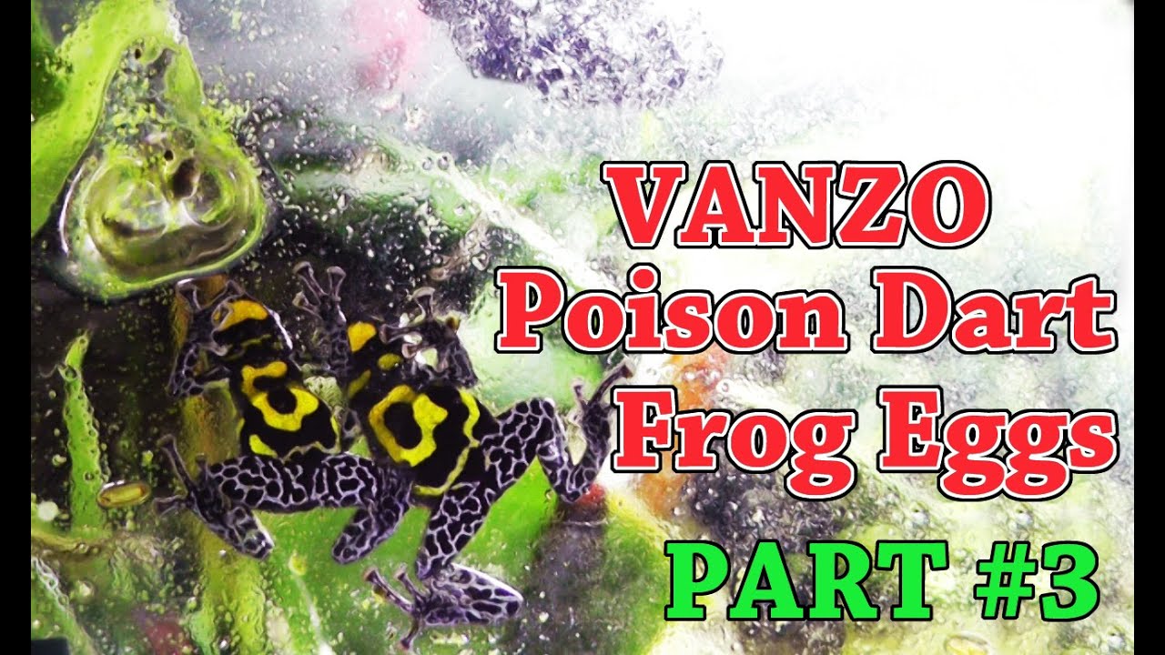 Vanzo Poison Dart Frog EGGS part #3 - YouTube