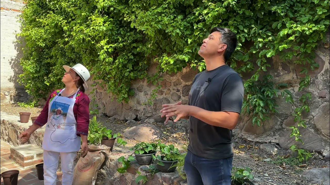 Cambiando plantas de Maceta, así se hace. - YouTube