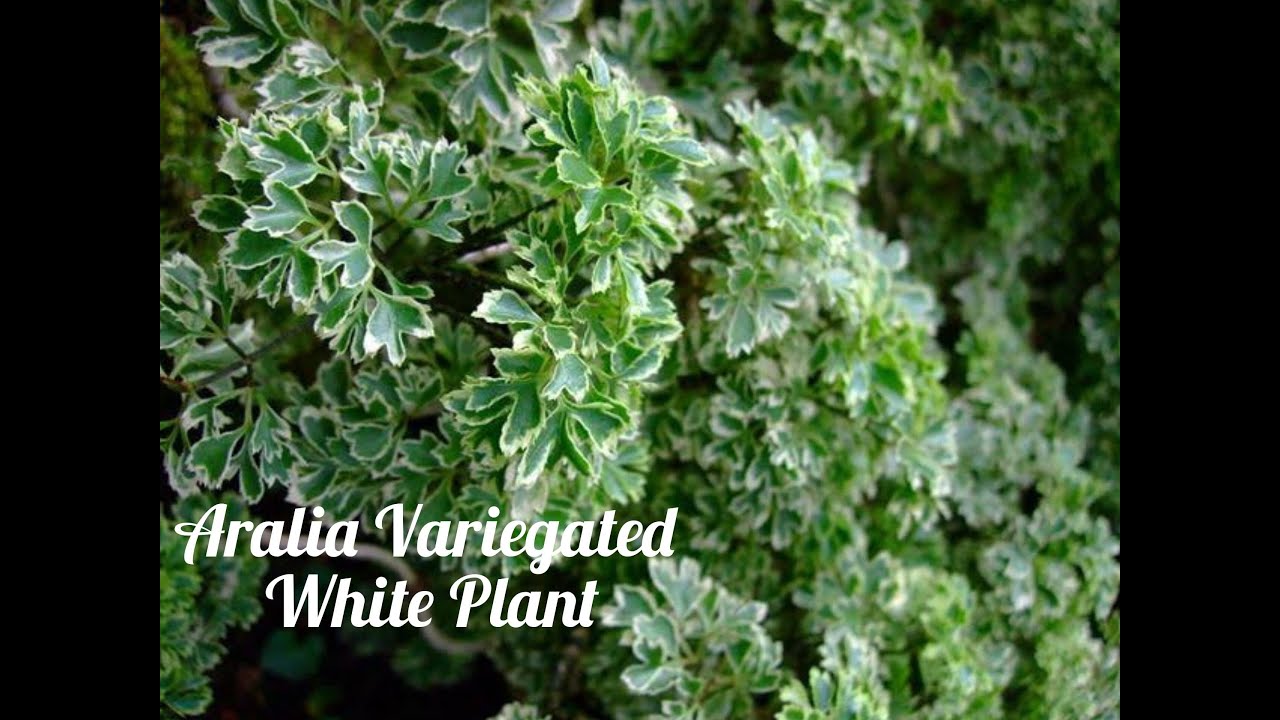 Aralia Plant | Aralia Plant Care Tips | अरेलिया प्लांट की देखभाल कैसे ...