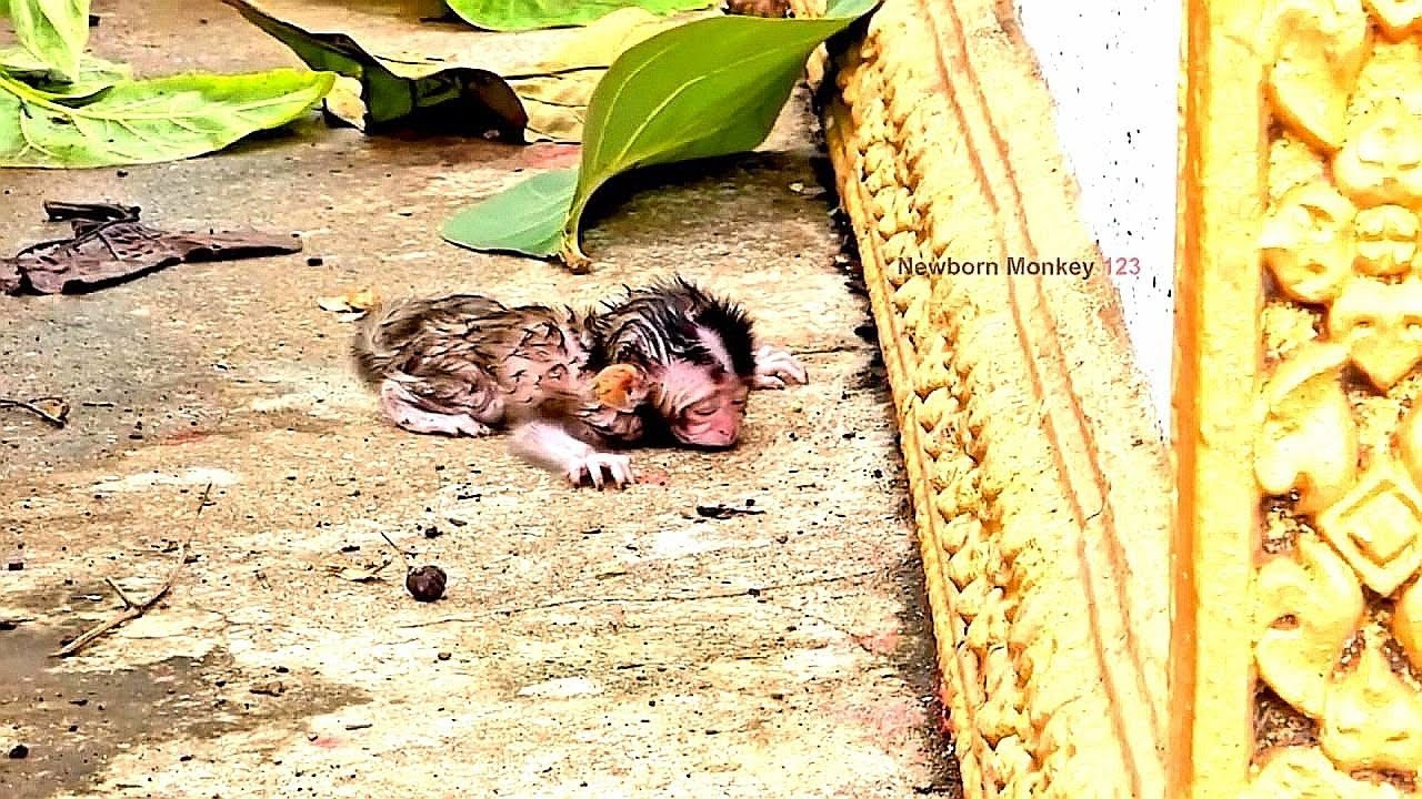 Unbelievable Hot News Newborn monkey f+@lls during birth - YouTube