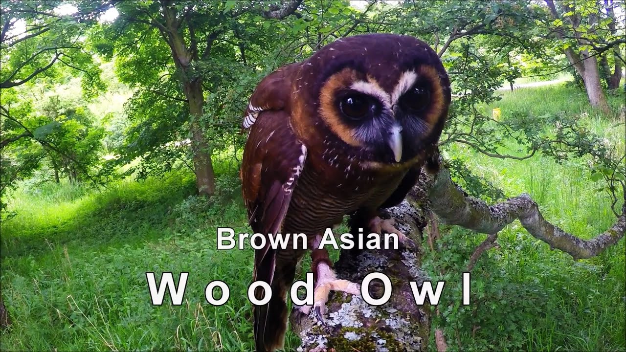 Flying a Brown Asian Wood Owl at Elite Falconry, Scotland - YouTube