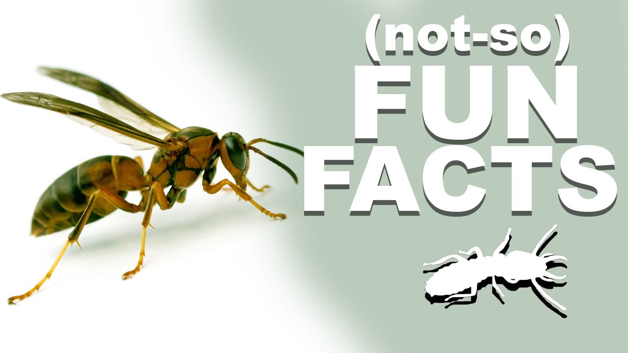 Not So Fun Facts - Wasps - YouTube