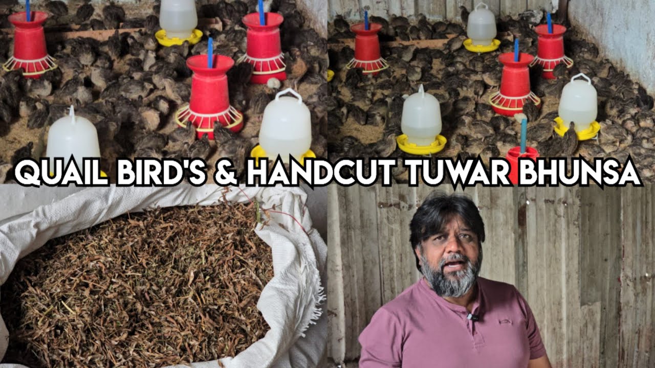 quail bird's available in Hyderabad | Hand cut Tuwar bhunsa in ...