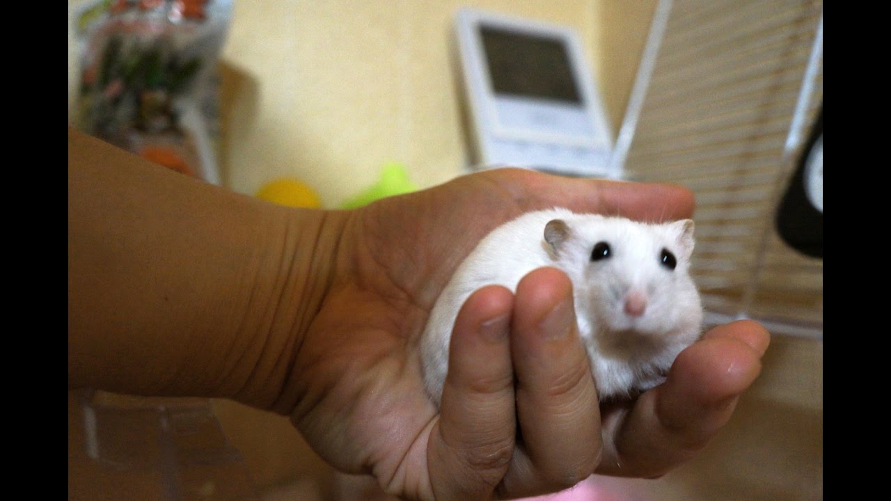 パールドワーフハムスター 手乗りでお食事☆ On the hand, hamster eat the bait - YouTube