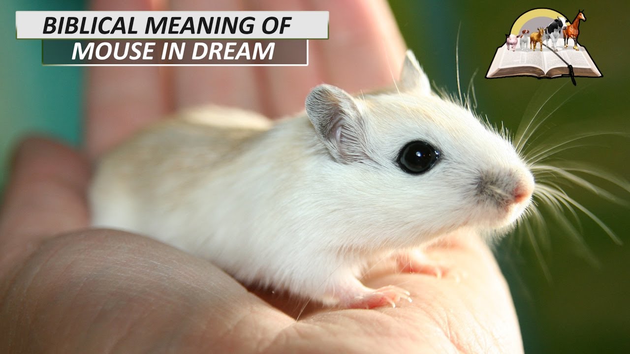 Biblical Meaning Of MOUSE In Dream Seeing Mice Spiritual Meaning
