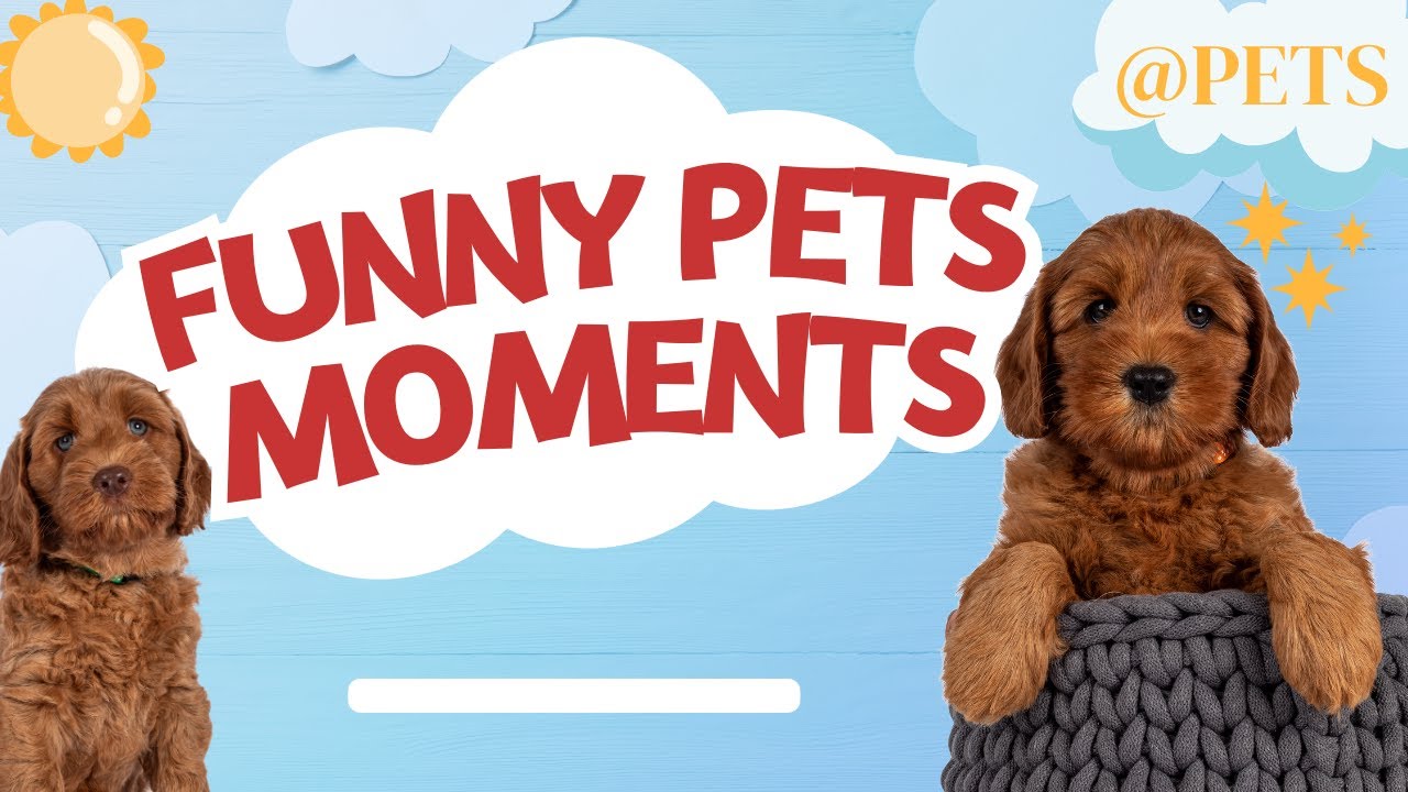 "Top 10 Adorable and Funny Pet Moments That Will Melt Your Heart" - YouTube