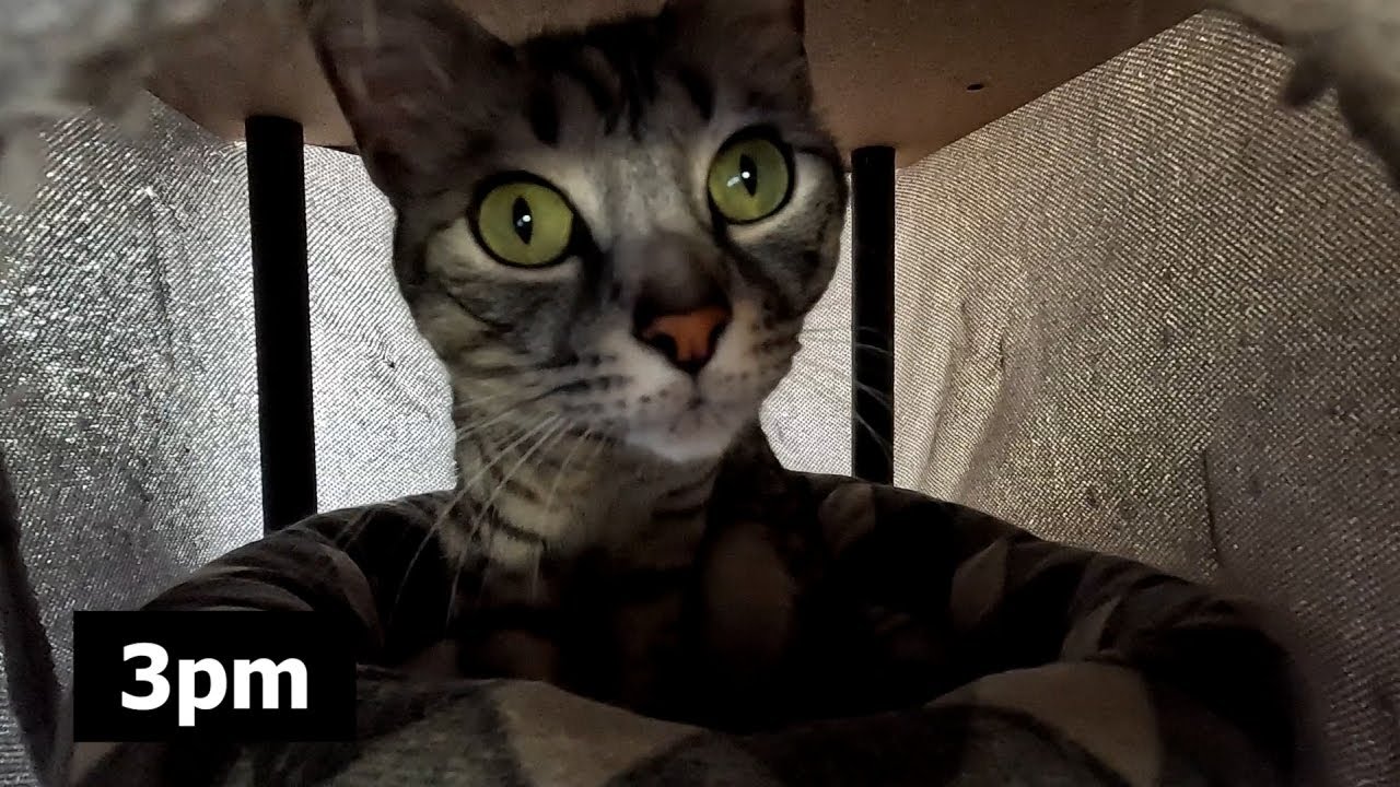 I filmed My Cat For 10 seconds Every Hour In a Day - YouTube