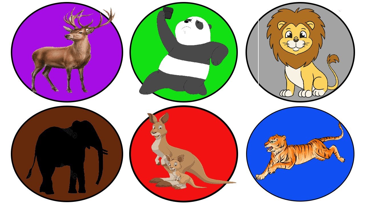 SUARA HEWAN PANDA, SINGA, MACAN, KANGOROO, RUSA DAN GAJAH - YouTube