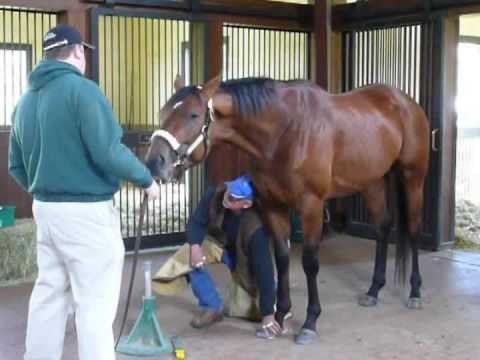 Big Brown at Three Chimneys Farm - YouTube
