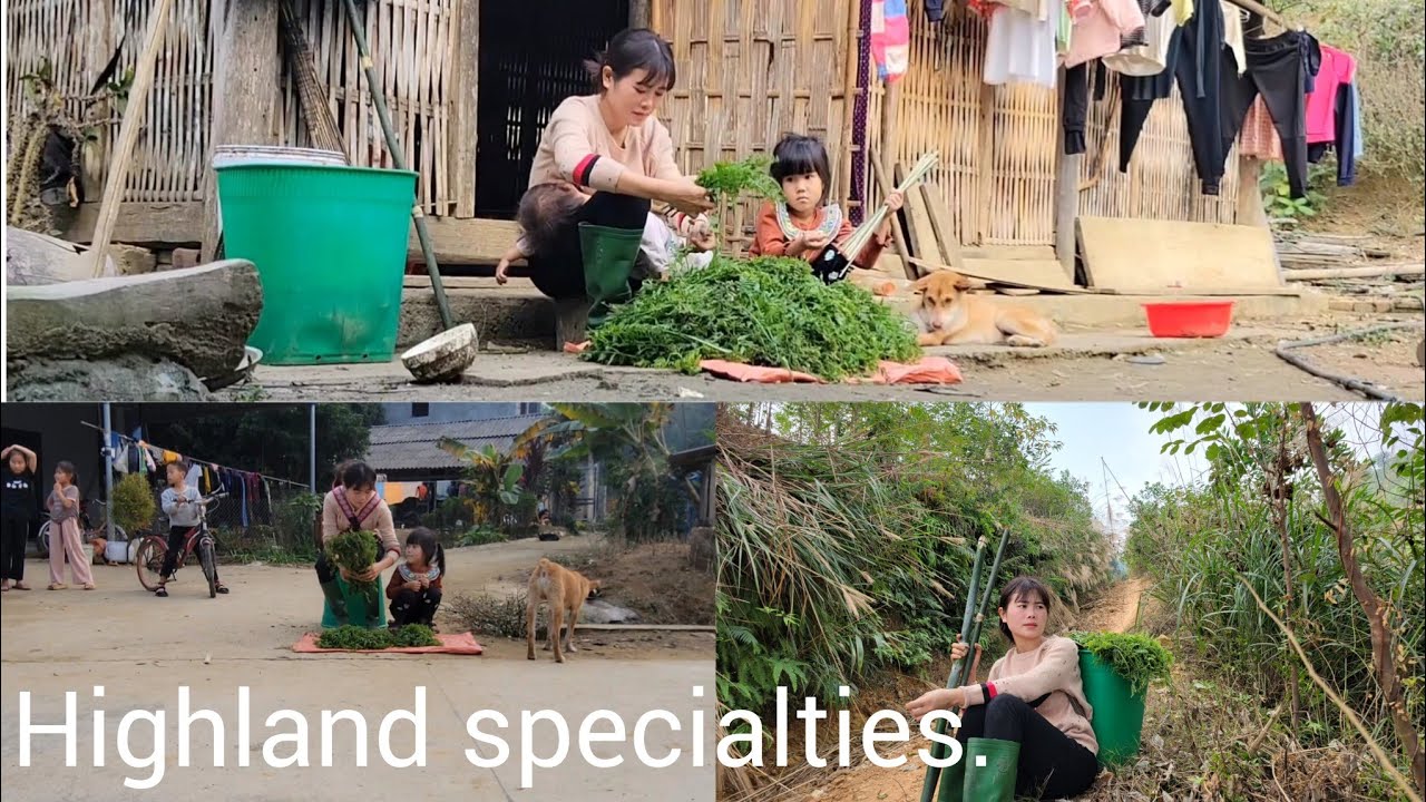 go deep into the forest to pick upland specialty vegetables./MAY VLOG ...