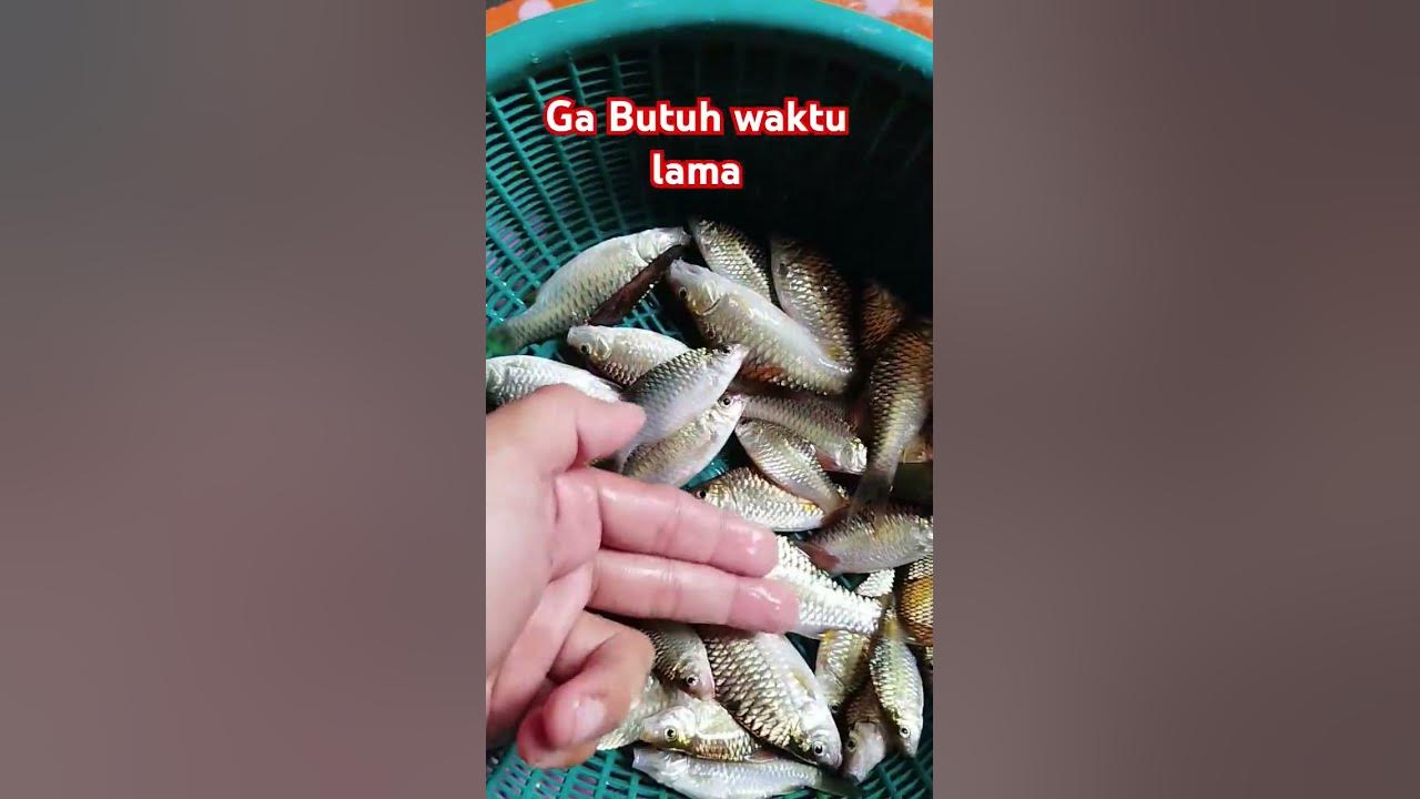 ngak butuh waktu lama kalau pakai mancing ikan ini #fishing #mamcingliar #mancing #mancingmantap ...