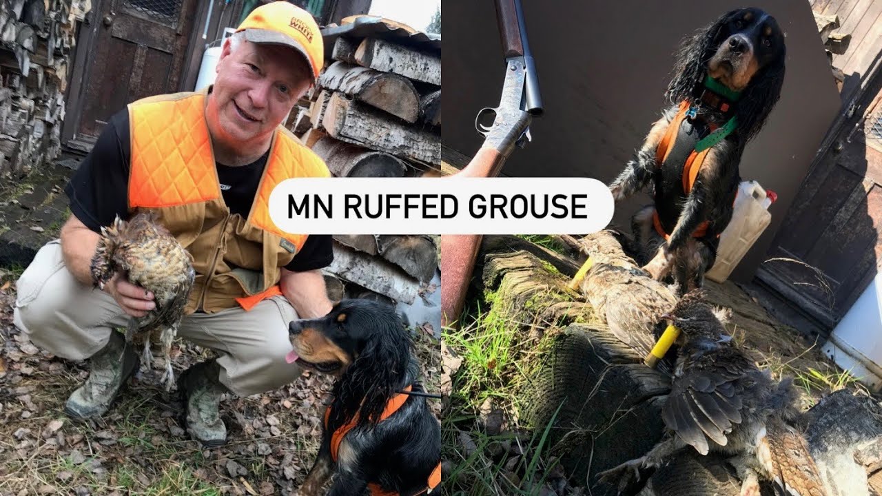 Ruffed Grouse Hunting MN - Harper's First Birds - YouTube