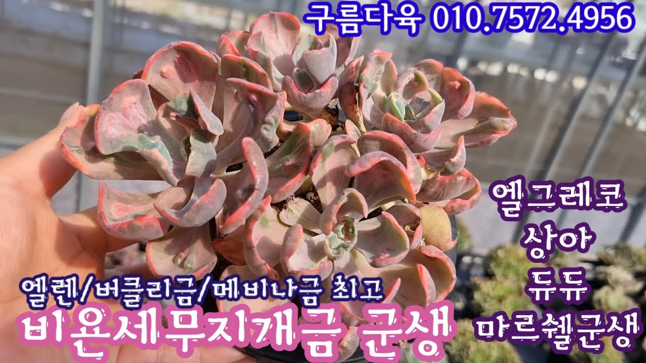 비욘세무지개금군생 엘렌군생 마르쉘군생 버클리금군생 상아와 듀듀💕기다리셨던 구름다육의 신상다육이들 많이 소개해요~ 구름다육