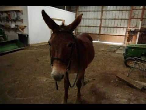 Mule Bareback Jumping SOLID Jump!!! - YouTube