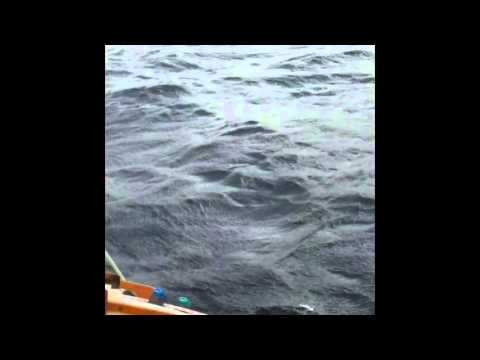 Nimble 20 Sailing - YouTube