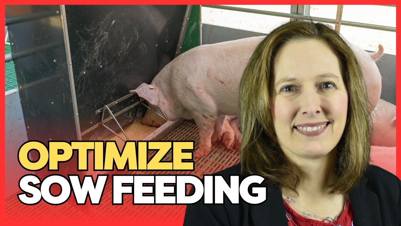 Dr. Laura Greiner: Lactation Sow Tips - YouTube