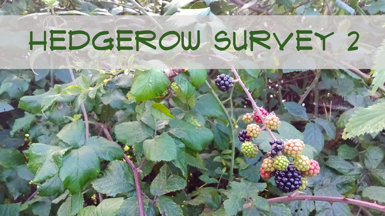 Hedgerow survey 2 - Survey in the field - YouTube