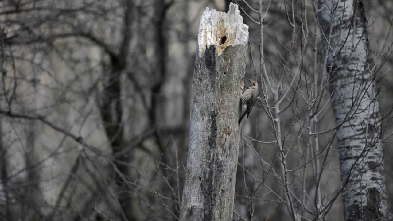 Northern Flicker and Chickens in the spring woods - YouTube
