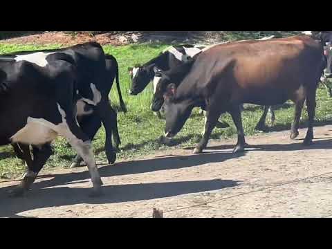 Hello cows! - YouTube