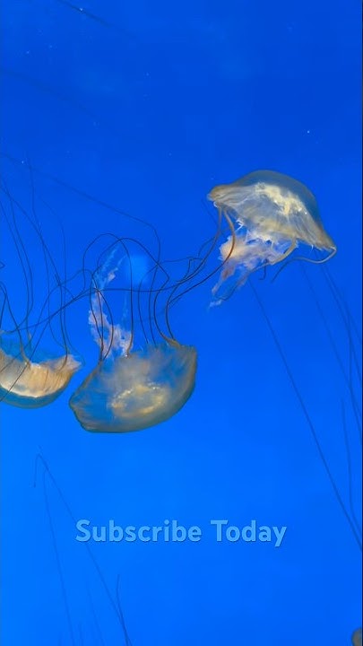 Magical Jellyfish 🪼 Don’t Get Stung #aquarium #aquariumfish #fish # ...