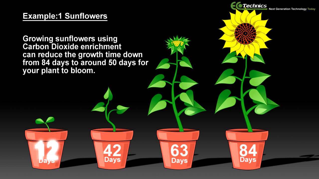 Ecotechnics Evolution CO2 Controller . - YouTube