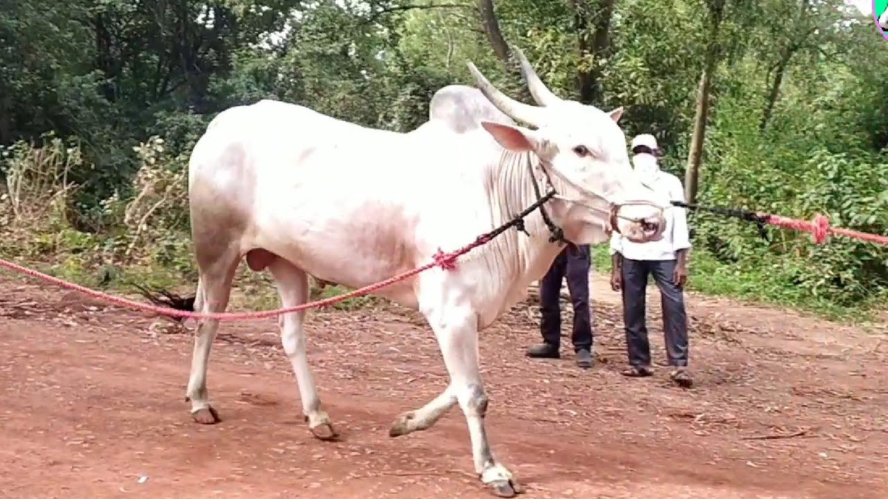 || Aggressive Racing Bulls of Kagani and Kalyanpur Running in Bailgada ...
