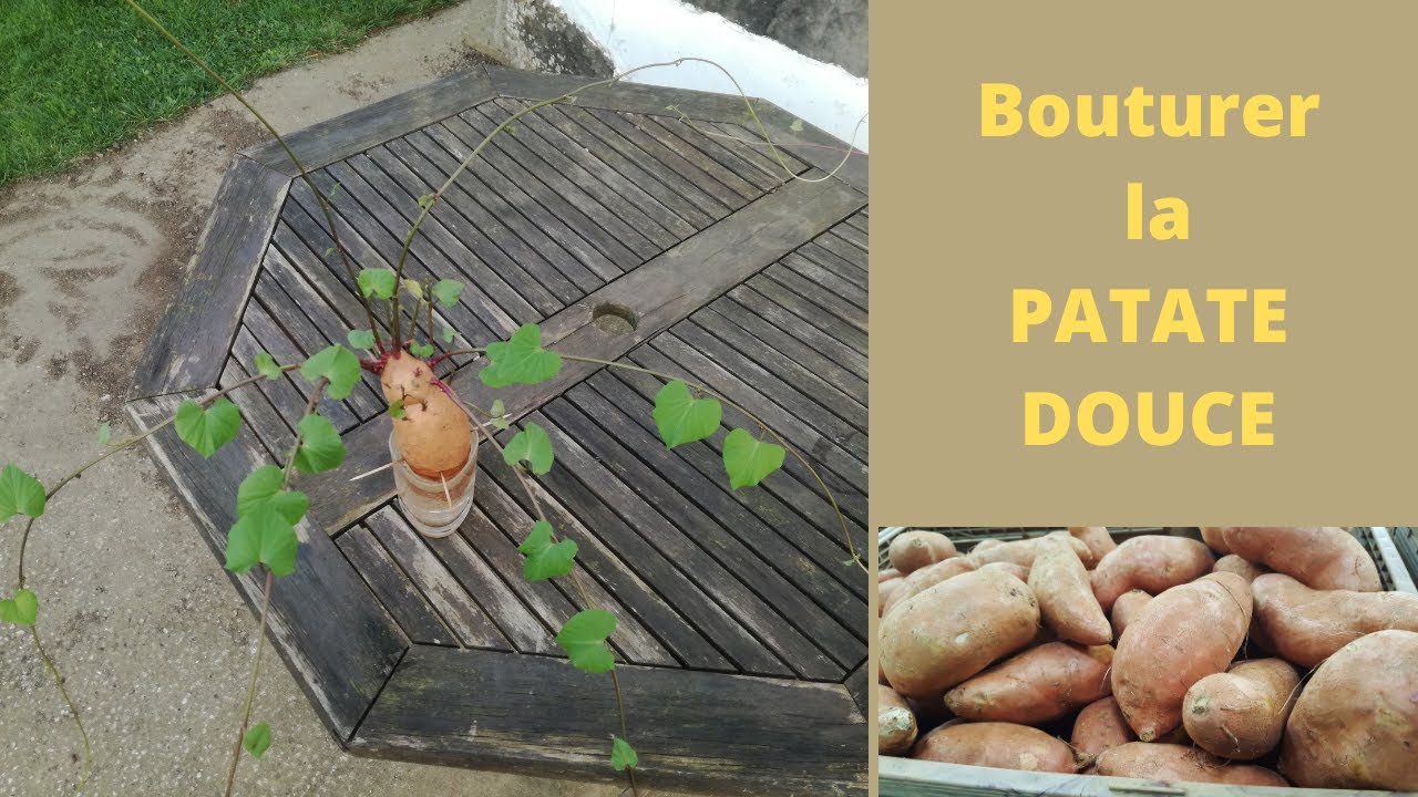 Buter Les Patates: Potager Pommes De Terre – VCOG