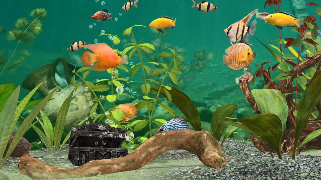 HD Relaxing Aquarium Sounds No Music Bubbles Sound Effect in Fish Tank ...