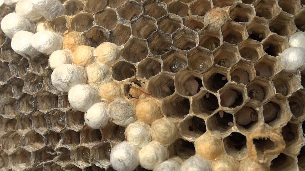 Paper Wasp Unboxing! - YouTube