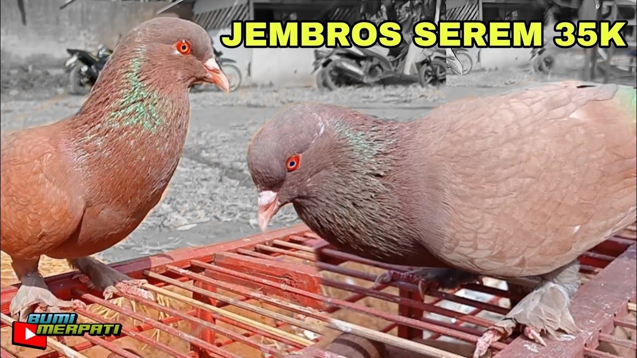 MERPATI COKLAT JEMBROS BELI DI KRANJANG POTONG MURAH, CAKEP BANGET ...