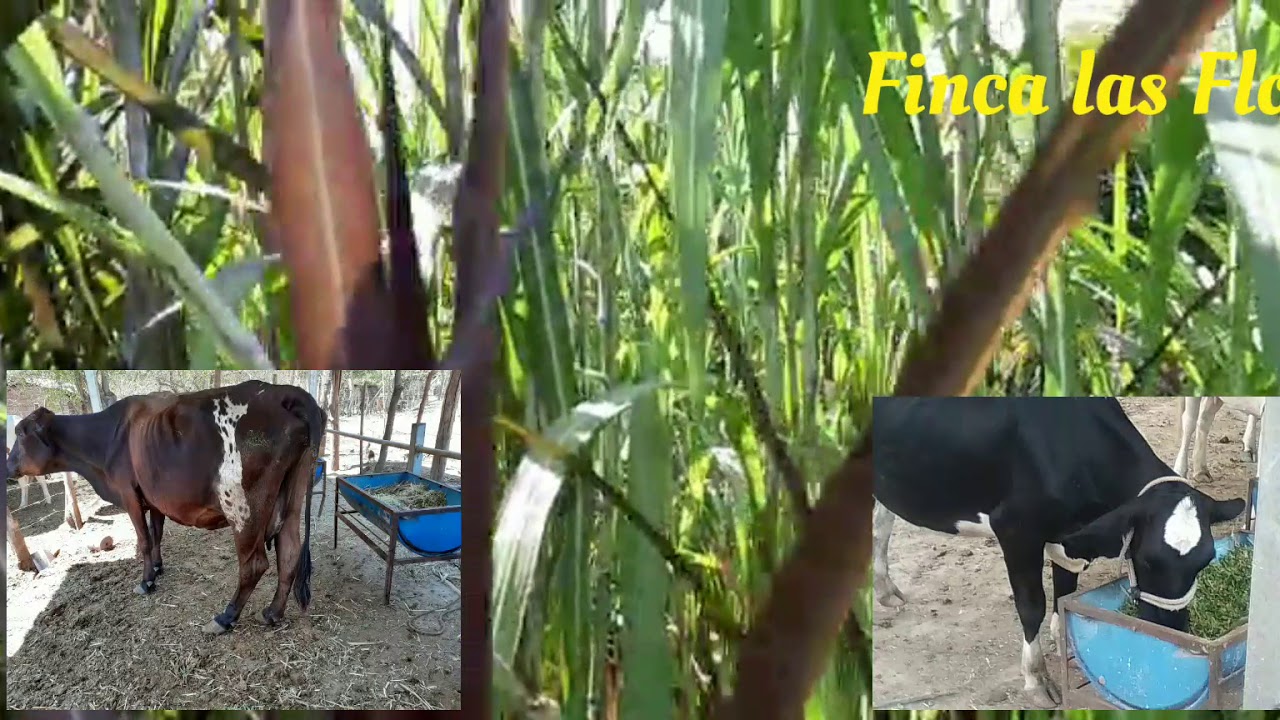 El mejor pasto de corte para ganado Finca las Flores...zacatecoluca la ...