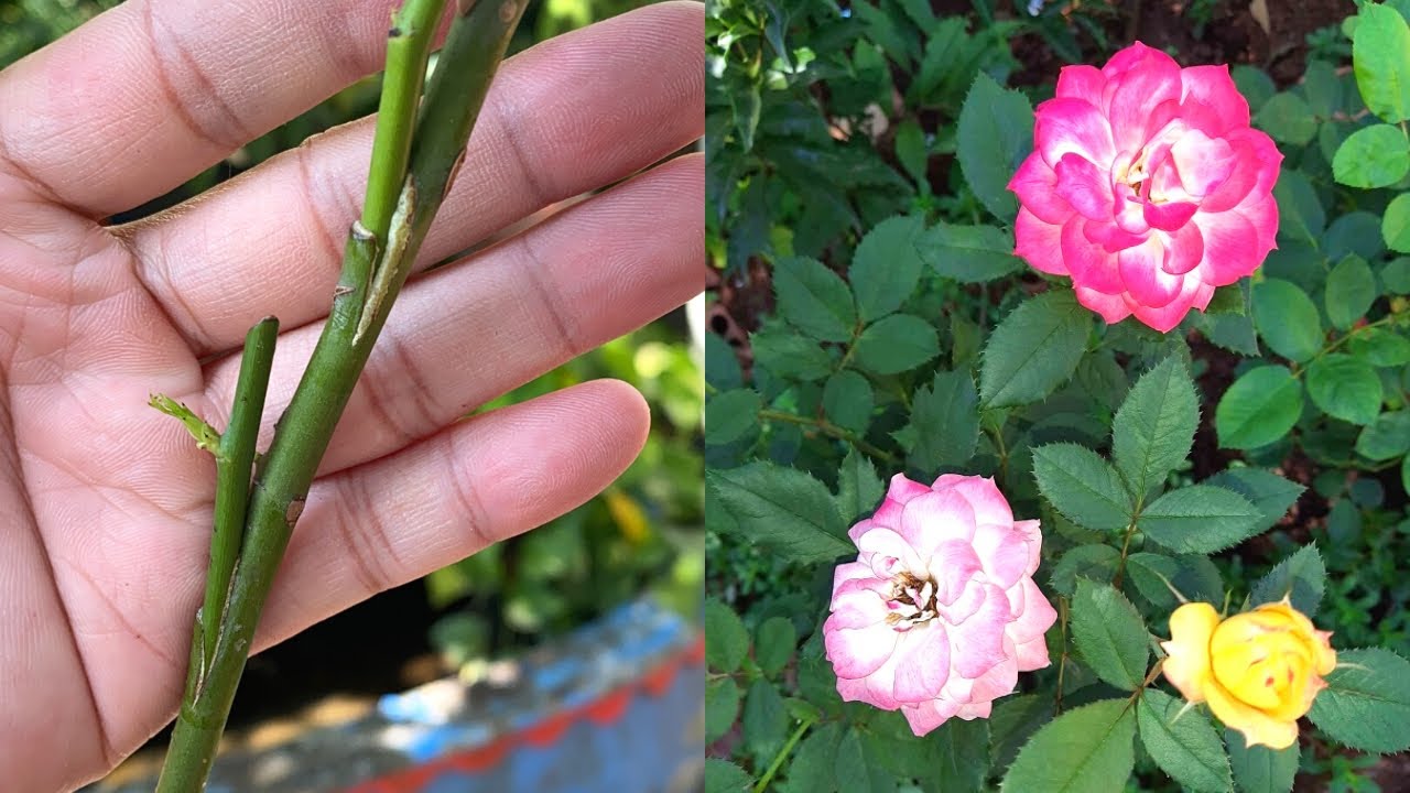 How to Graft Rose for beginners | Rose Garden #rose - YouTube